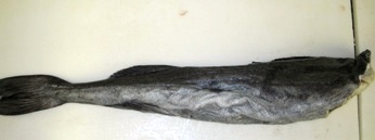 Our Seafood - Profish